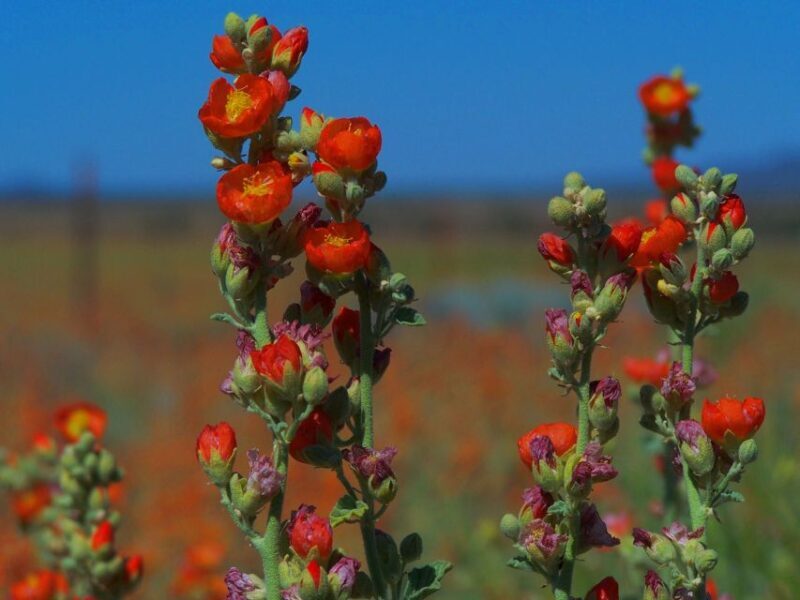 Las Vegas: Small-Group Grand Canyon South Rim Sunset Tour - Authentic Perspectives from Reviewers