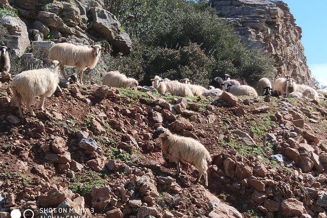 Lasithi Plateau Traditional Vilages - Who Is This Tour Best For?