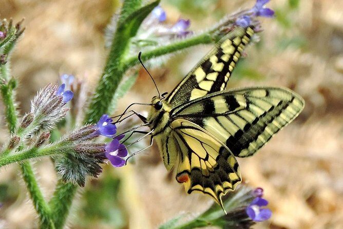 Lasithi Plateau Traditional Vilages - Final Thoughts