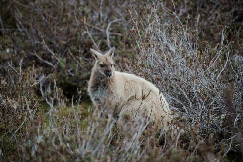 Launceston: 2-Day Overnight Cradle Mt & Wineglass Bay Tour - An In-Depth Look at the 2-Day Tasmania Tour