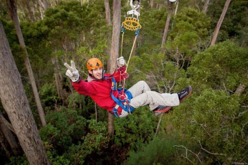 Launceston: Hollybank Forest Treetop Zip Lining with Guide - An In-Depth Look at the Hollybank Ziplining Adventure