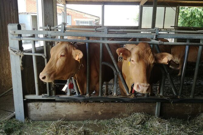 Laura's Private Parma Food Tour with Pick Up (no bus) - Authenticity and Small-Scale Production