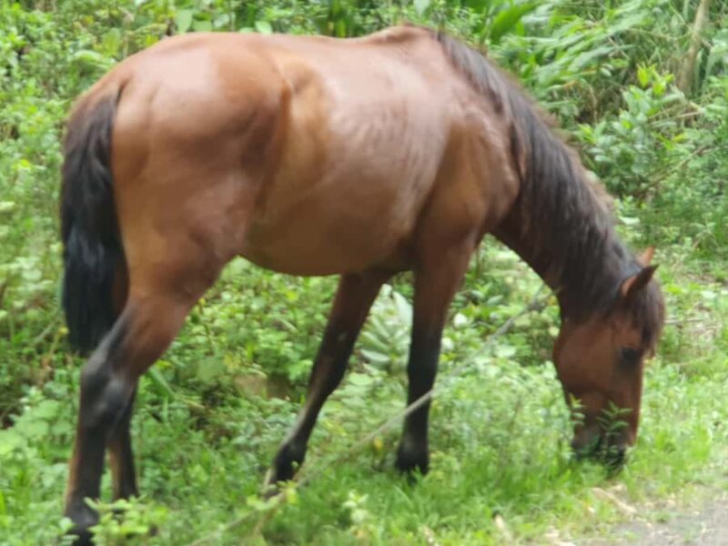 Lautoka CruiseShip Port to Abaca Waterfall Hiking Round Trip - The Sum Up