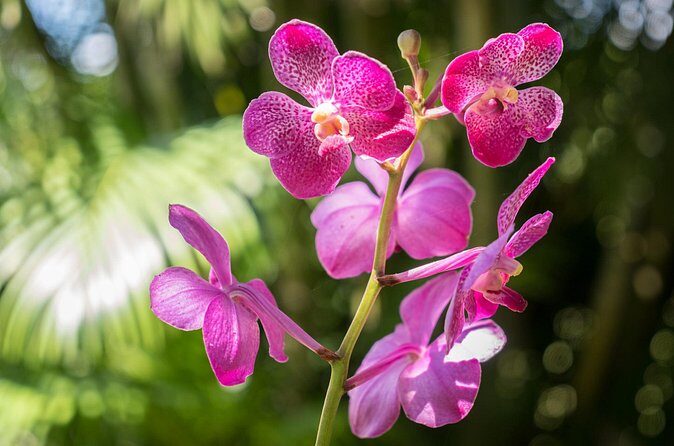 Lautoka Orchids & Village Life: Private Shore Tour 4 Hours - FAQs