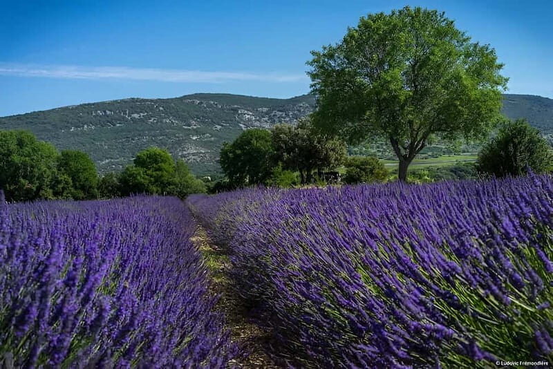 Lavande Guided Tour And Live Distillation - Discovering the Lavender Realm