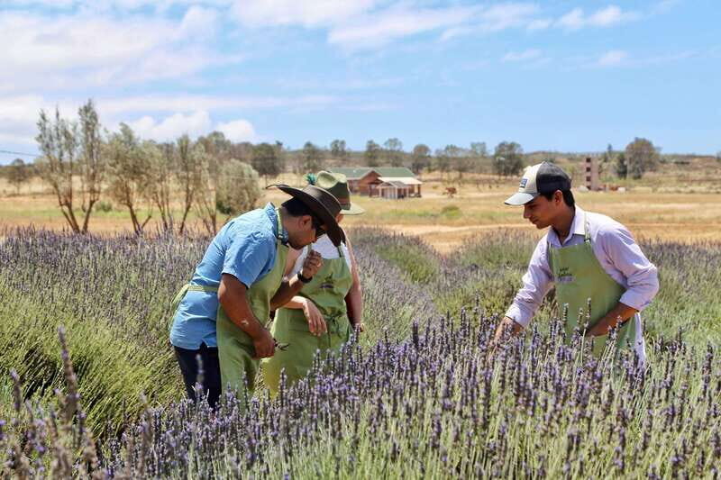 Lavender Experience Valle de Guadalupe - Guided Field Tour - Exploring the Lavender Experience Valle de Guadalupe