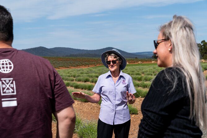 Lavender Farm - Bridestowe Festival of Flowers - The Journey Begins: From Launceston to Bridestowe Lavender Estate