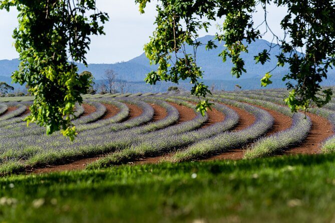 Lavender Farm - Bridestowe Festival of Flowers - Detailed Breakdown & Practical Insights  