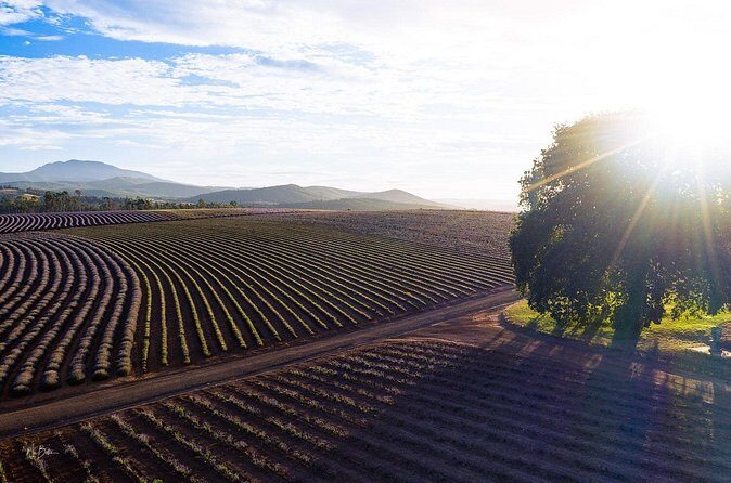 Lavender Farm - Bridestowe Festival of Flowers - FAQs  
