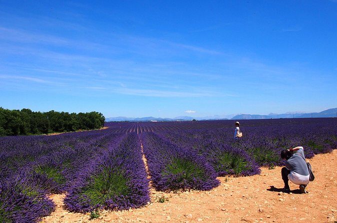 Lavender Fields Tour in Valensole from Marseille - Authentic Experiences and Review Highlights