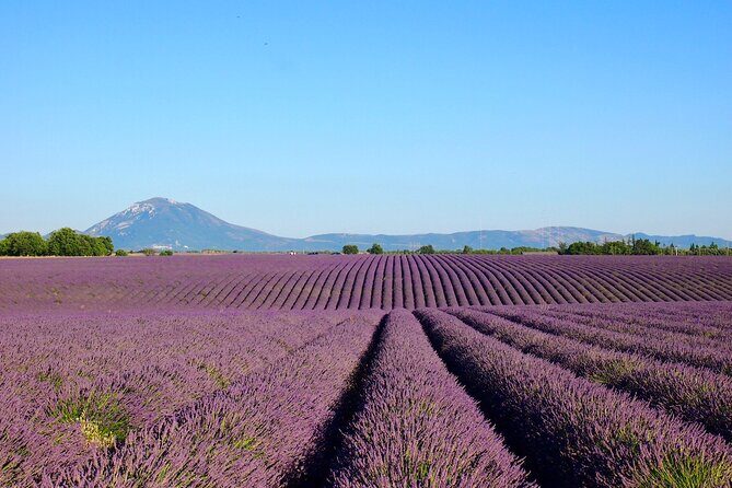 Lavender Fields Tour in Valensole from Marseille - FAQ