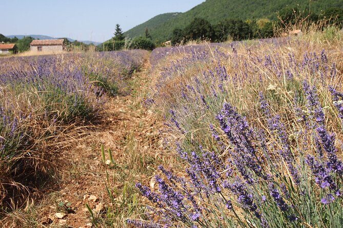 Lavender Full-day Tour in Sault From AIX-EN-PROVENCE - The Sum Up
