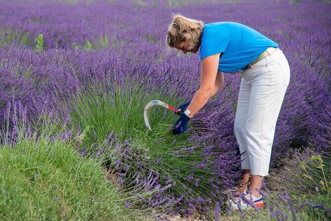 Lavender Harvesting and Distillation Workshop in Bellegarde - Key Points  