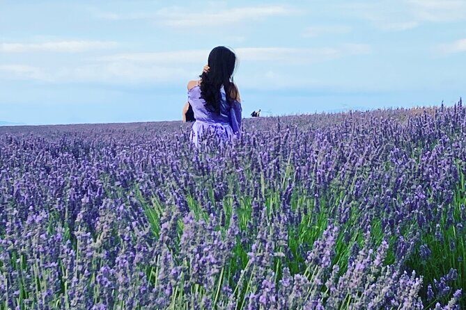 Lavender in Bloom : Unforgettable Provençal Stroll - Key Points