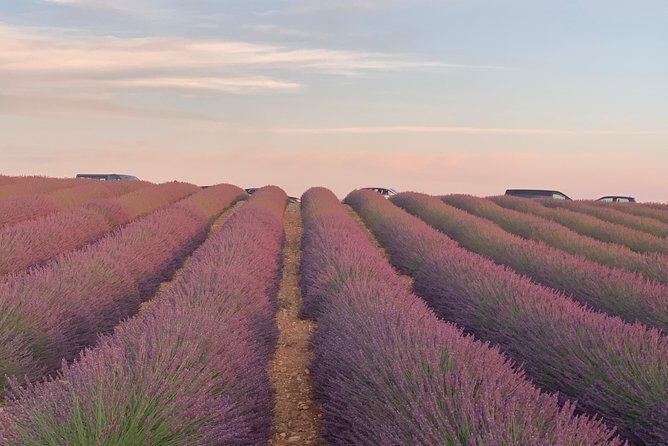 Lavender in Bloom : Unforgettable Provençal Stroll - Analyzing the Value and Practicalities