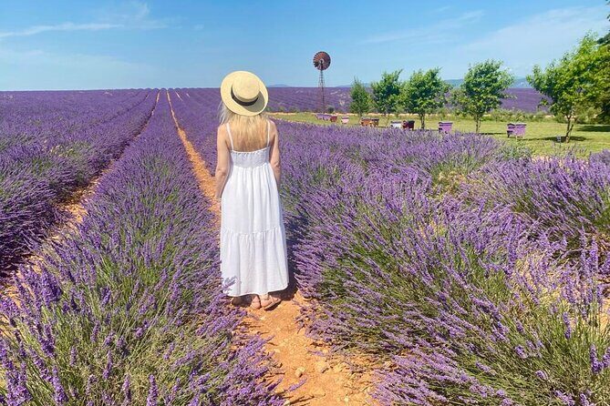 Lavender in Luberon Small Group Half-Day Trip - Value for Money