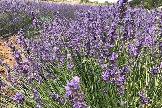 Lavender in Sault Small Group Half-Day Trip - Authenticity and Value in the Experience