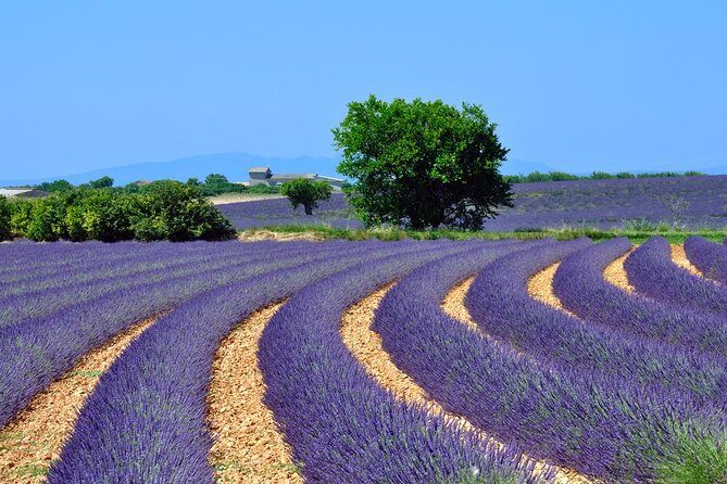 Lavender Small-Group Tour In Valensole from Marseille - The Itinerary in Detail