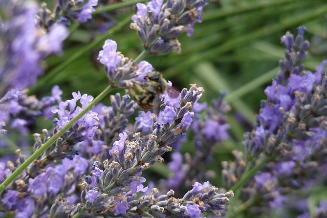 Lavender Small-Group Tour In Valensole from Marseille - The Sum Up: Who Is This Tour Best For?