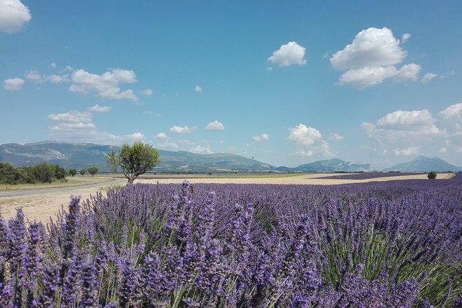 Lavender Small-Group Tour In Valensole from Marseille - FAQ