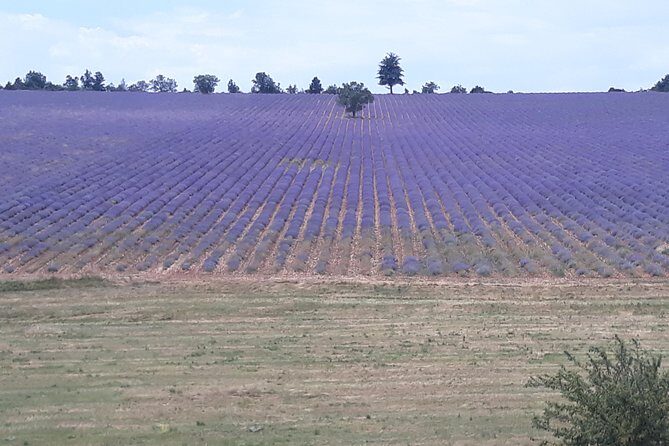 Lavender Tour Sault from Marseille - Final Thoughts: Who Is This Tour For?