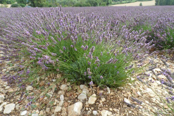 Lavender Tour Sault from Marseille - Frequently Asked Questions