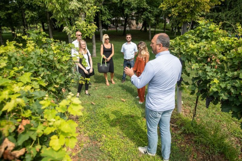 Lazise: Vineyard Tour and Organic Wine Tasting - The Sum Up