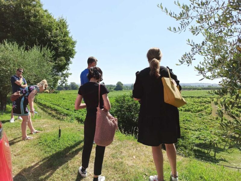 Lazise: Winery Tour with Garda Wines and Food Tasting - Authentic Feedback from Visitors