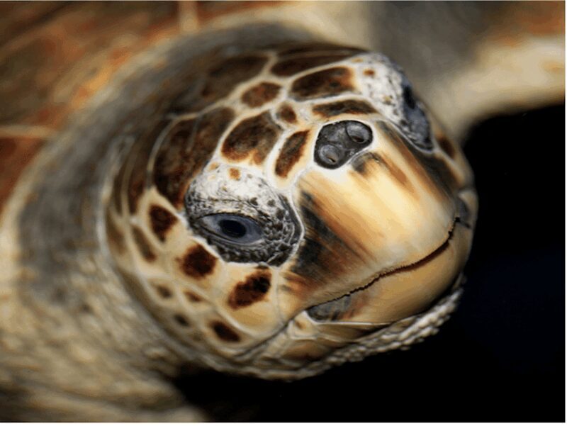 Le Grau-du-Roi: Seaquarium Skip-the-Line Entrance Ticket - Key Points