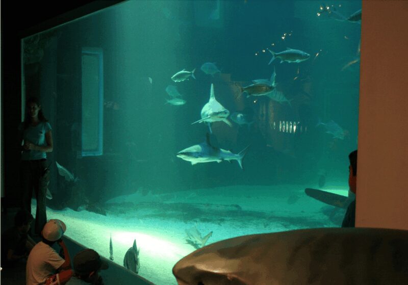 Le Grau-du-Roi: Seaquarium Skip-the-Line Entrance Ticket - FAQ