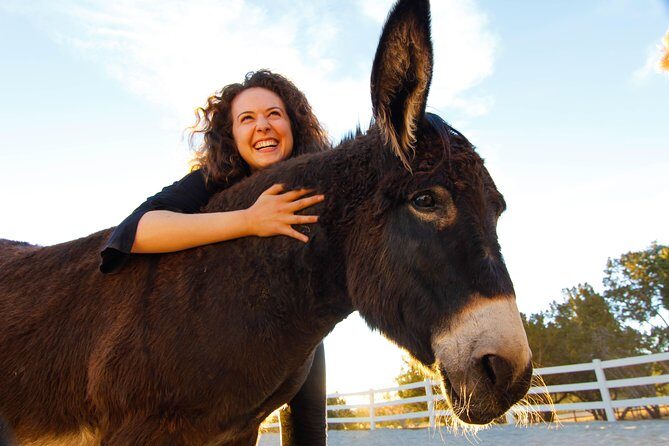 Leadership & Mindfulness Retreat with Horses - Individual & Group - Exploring the Experience