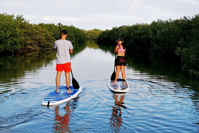 Learn Paddle Board and Explore the Mangroves of Progreso - Key Points