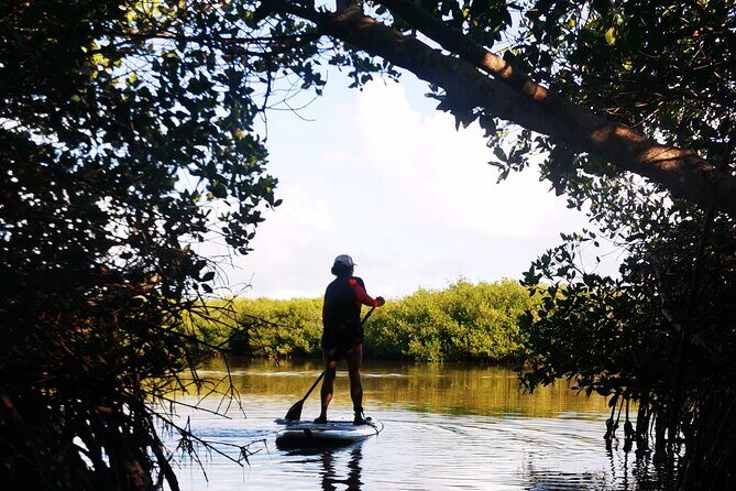 Learn Paddle Board and Explore the Mangroves of Progreso - Exploring the Tour in Detail