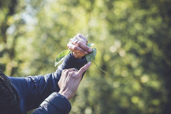 Learn to forage in Llangollen - The Sum Up: Is This Foraging Tour in Llangollen Worth It?