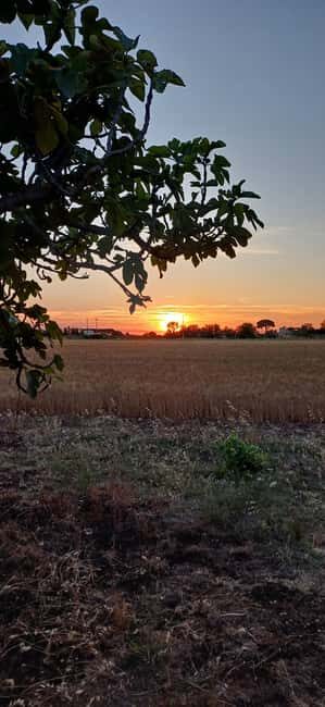 Lecce: Countryside Vineyard Walk & Wine Tasting - Who Will Love This Tour?