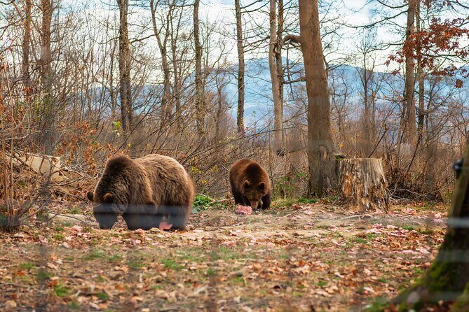 Legends&Wildlife Awaits: Dracula's Castle & Bear Sanctuary - FAQ