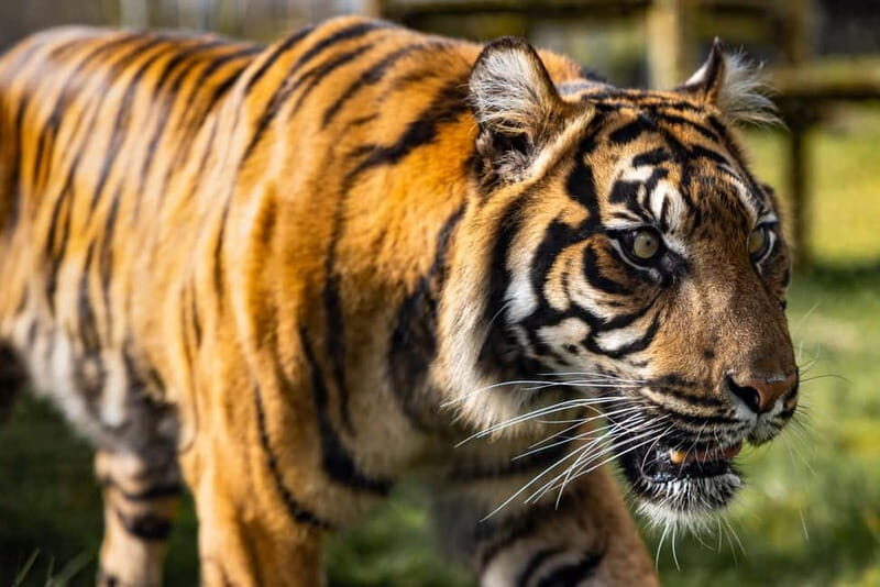 Leicestershire: Twycross Zoo Entry Ticket - Authentic Experiences & Visitor Insights