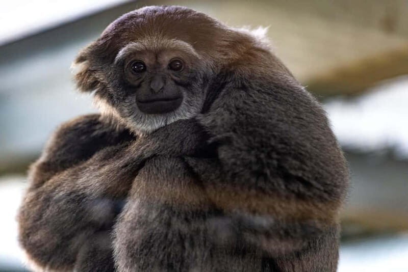 Leicestershire: Twycross Zoo Entry Ticket - FAQ