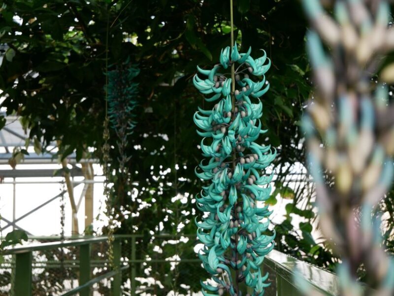 Leiden: Hortus botanicus Leiden Entry Ticket - Exploring the Hortus Botanicus Leiden: What to Expect