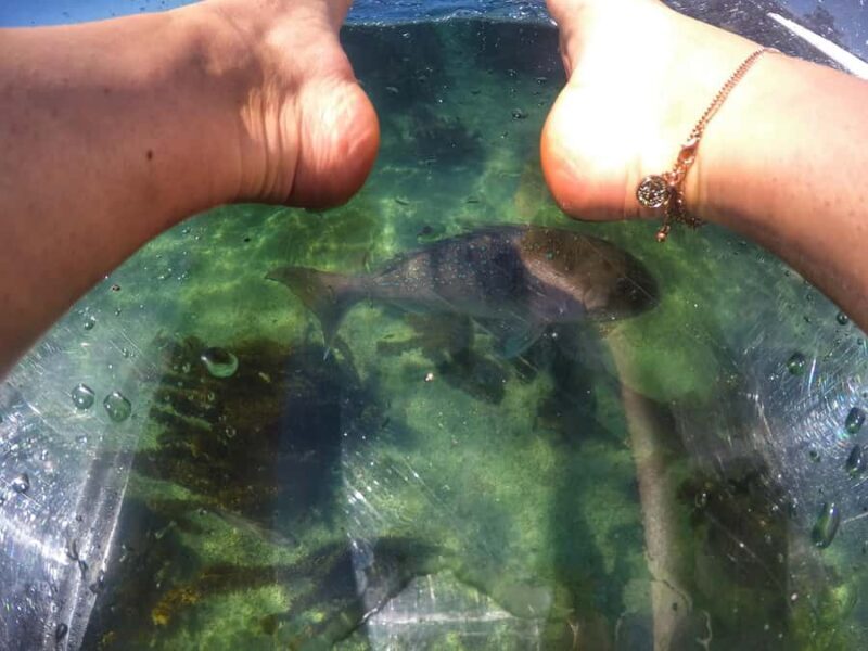 Leigh: Goat Island Clear Kayak Rental - FAQ