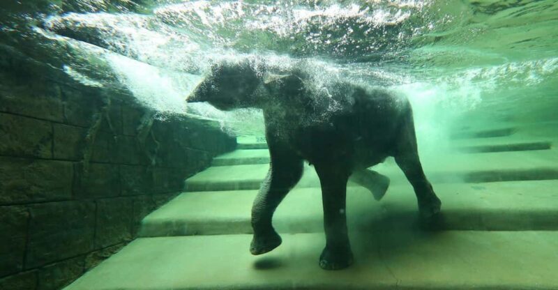 Leipzig Zoo: Entry Ticket - A Deep Dive into Leipzig Zoo’s Highlights