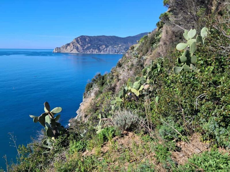 Lemon tour with Limoncino and Wine tasting in Vernazza (Cinque Terre) - Discovering the Lemon Grove