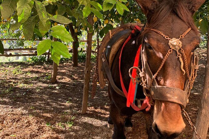 Lemon Trail : Lemon Tour with Tasting - Why This Tour Is Worth Consideration