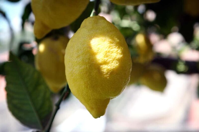 Lemons & Breathtaking Views: Amalfi Monumental Garden Tour - Who Should Consider This Tour?