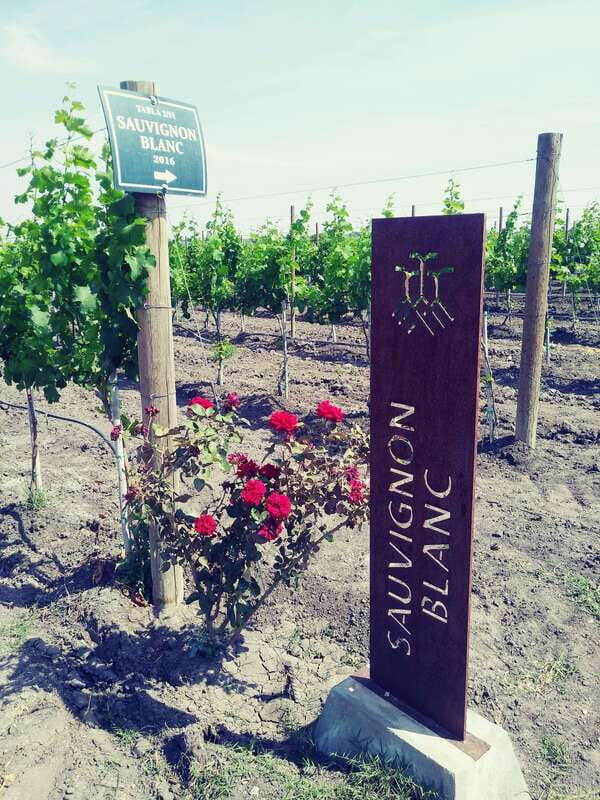 Leon: Dolores Hidalgo Viñedo Tres Raíces Wine Tour - Key Points