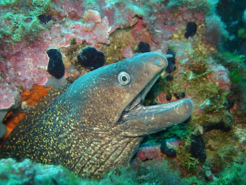 L'Escala: Introductory diving in the Montgri Nature Reserve - The Sum Up