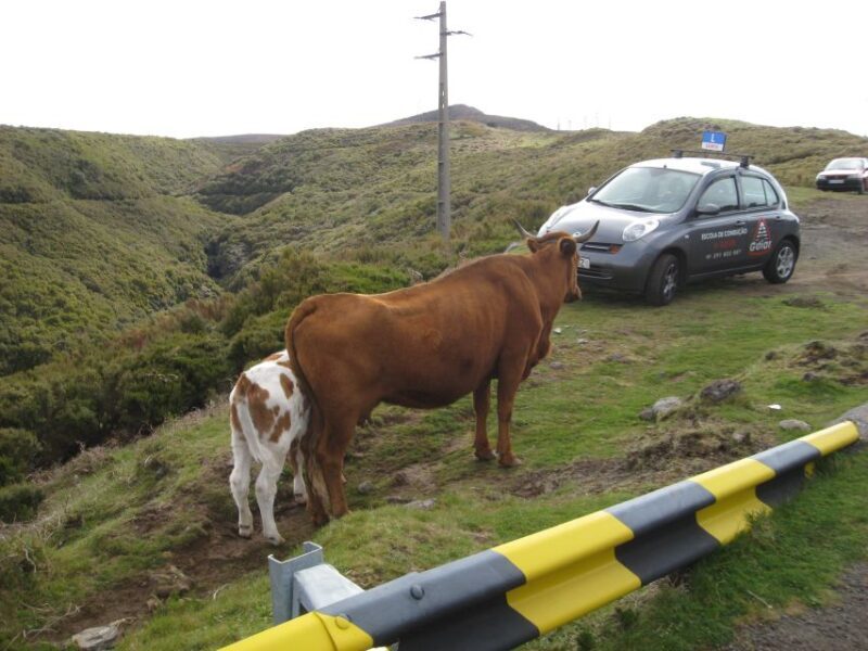 Levada do Alecrim (Madeira Lakes) Full-day walk - The Experience in Detail: What to Expect on the Levada do Alecrim Walk