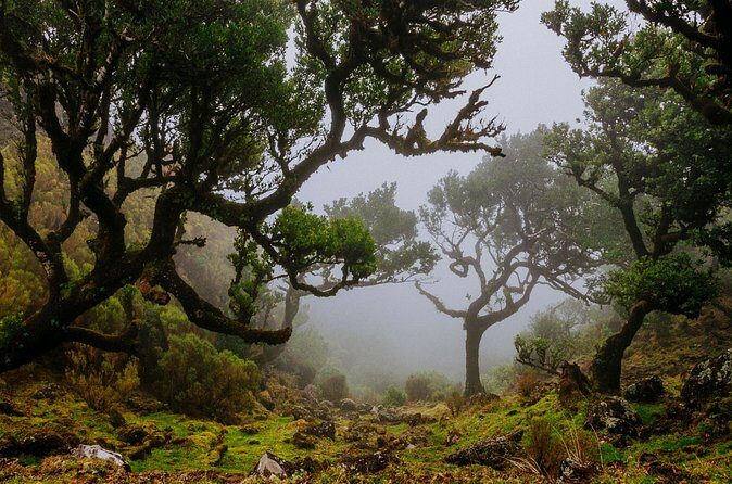 Levada do Rei PR18 Scenic Hike in Madeira with Transfer Service - FAQ