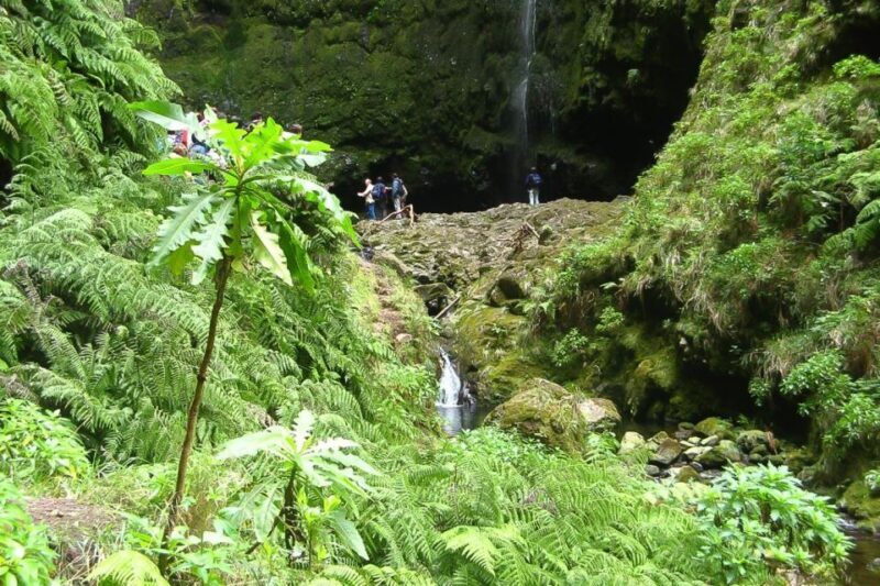 Levada Walk and Caldeirao Verde Waterfalls: Madeira - An In-Depth Look at the Levada Walk and Waterfalls Tour