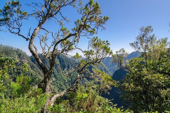 Levada Walk from Ribeiro Frio to Portela - Who Should Consider This Tour?